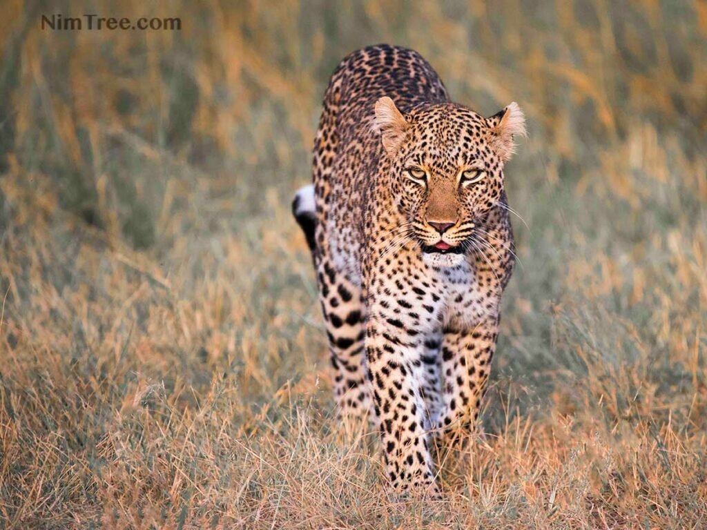 African Photo Safaris, African Photographic Safaris