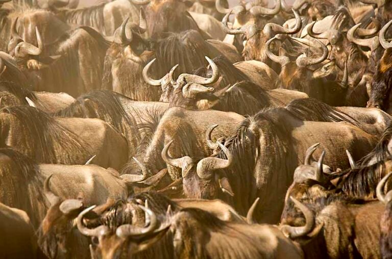 Migration Photo Safaris, Great Migration Photography Safaris